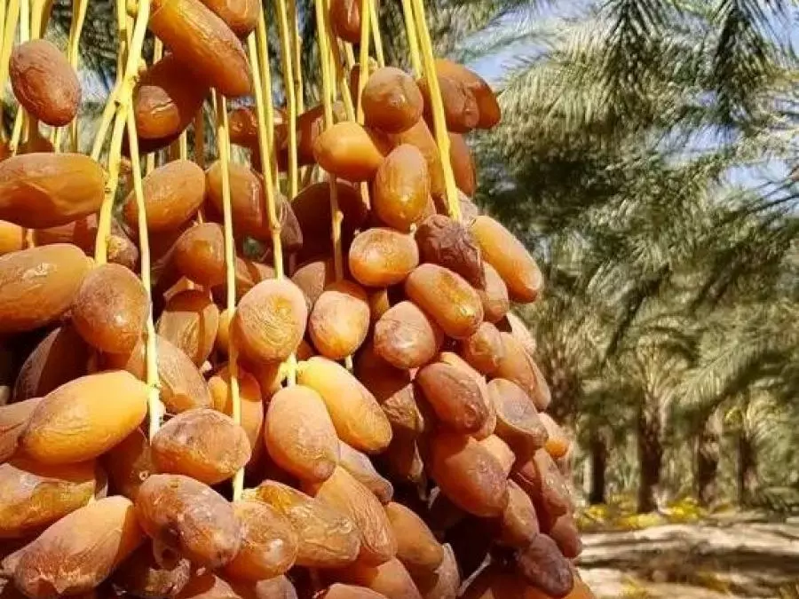 إنتاج 2.4 مليون قنطار من دقلة نور ببسكرة - EDDIWAN